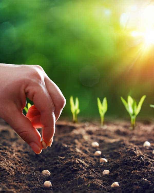 farmer planting rice seeds to combat world hunger | Against Global Hunger